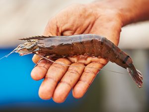 Lactococcus lactis - Hatake Global