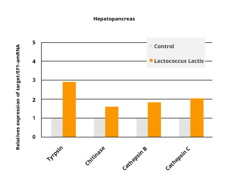 Lactococcus lactis - Hatake Global