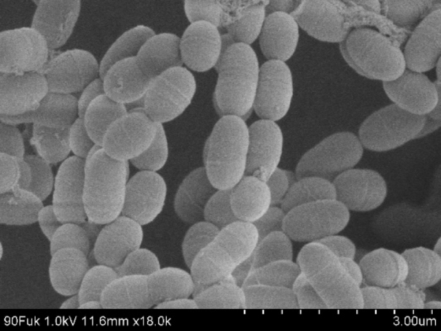 Lactococcus lactis - Hatake Global